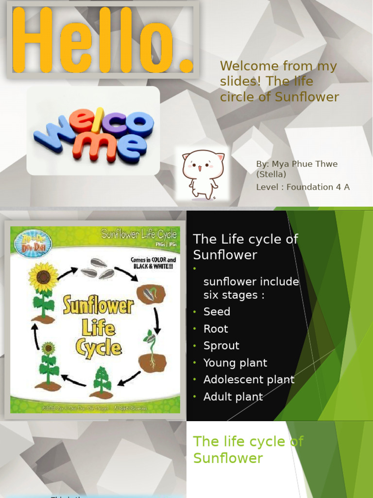 Sunflower Life Cycle Stages Explained | PDF | Plants | Branches Of Botany