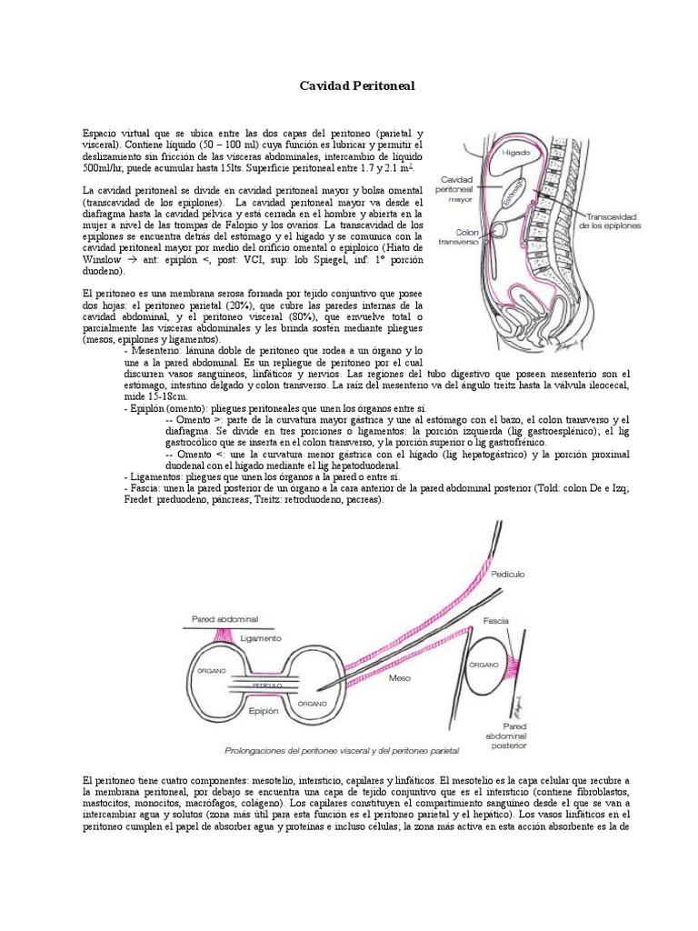 Anatomía y fisiología de la cavidad peritoneal y el retroperitoneo | PDF | Peritoneo | Abdomen