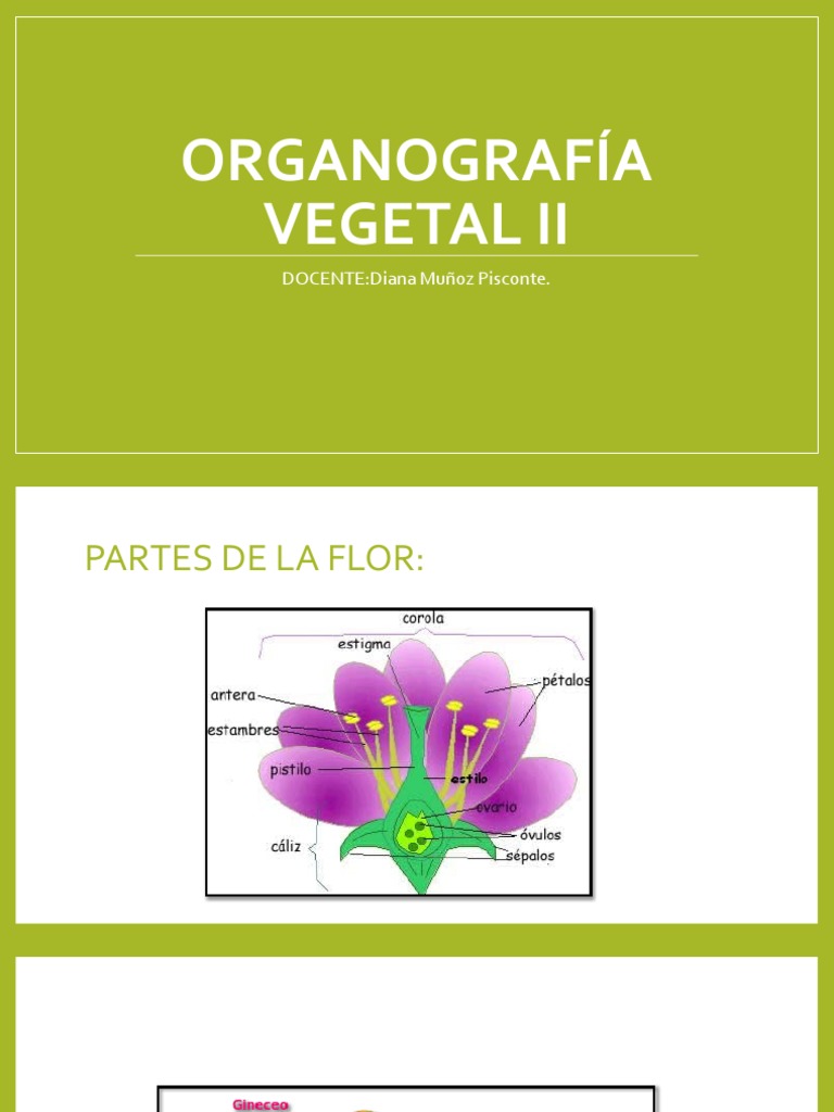 Organografía Vegetal Ii | PDF