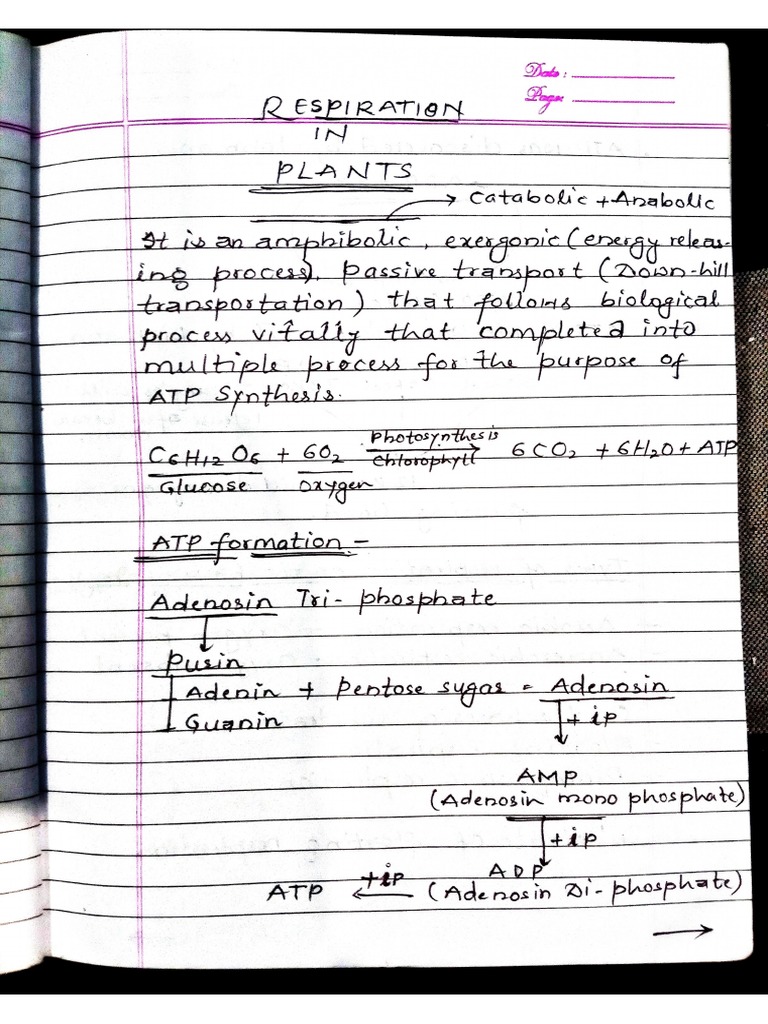Respiration in plants, class 11 | PDF