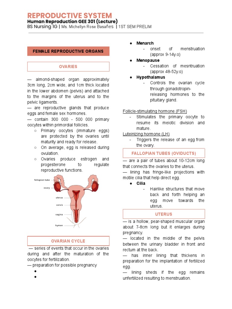 Reproductive System-Reviewer | PDF | Menstrual Cycle | Ovary