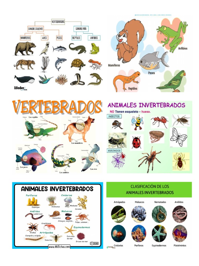 Animales Vertebrados y Inver | PDF