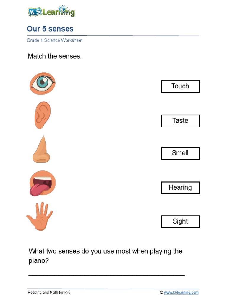 Grade 1 Our Senses B | PDF