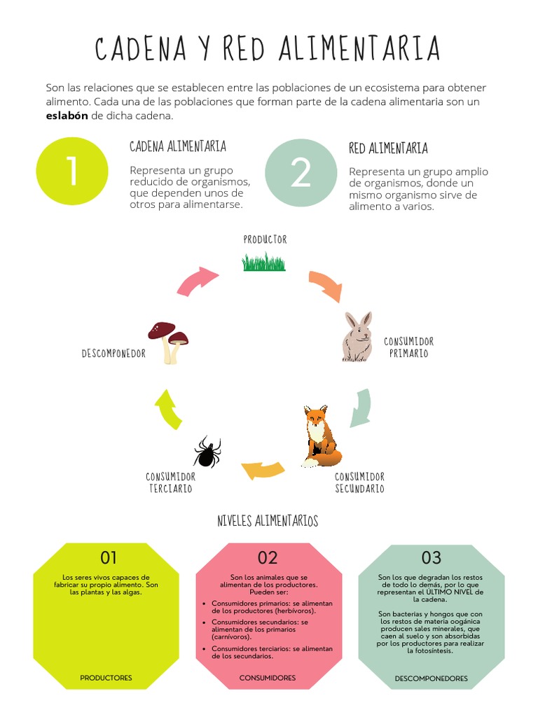 La Cadena Alimentaria | PDF | Tecnología Ambiental | Ciencia medioambiental