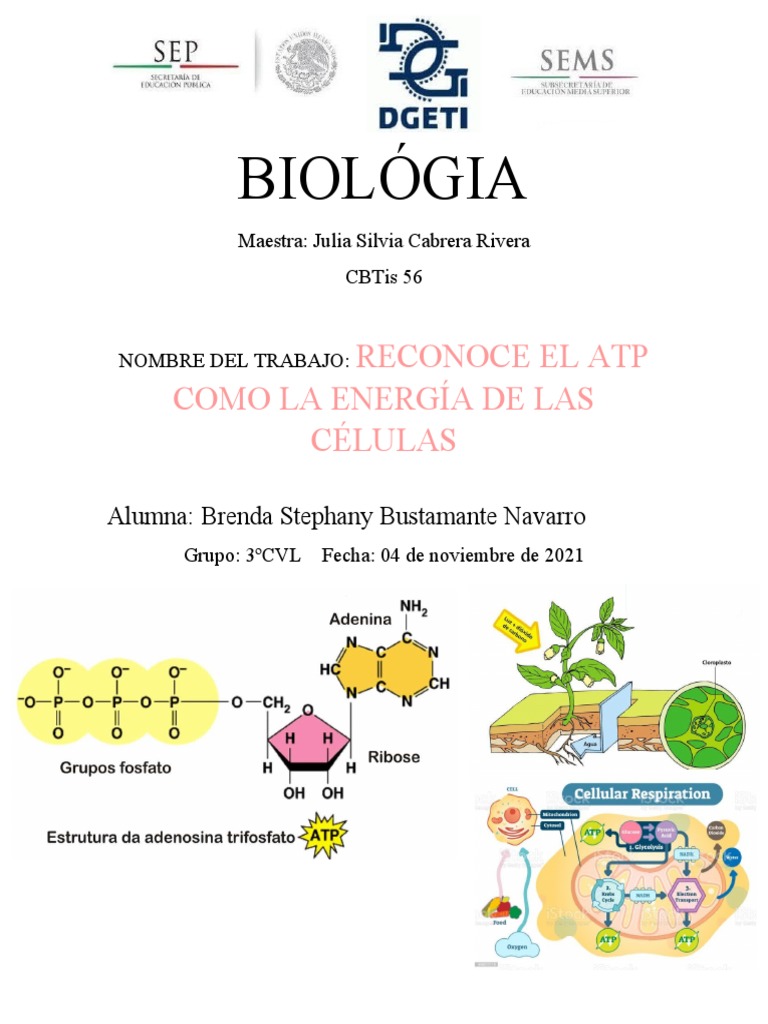 Atp Como La Energía de Las Células | PDF | Respiración celular ...