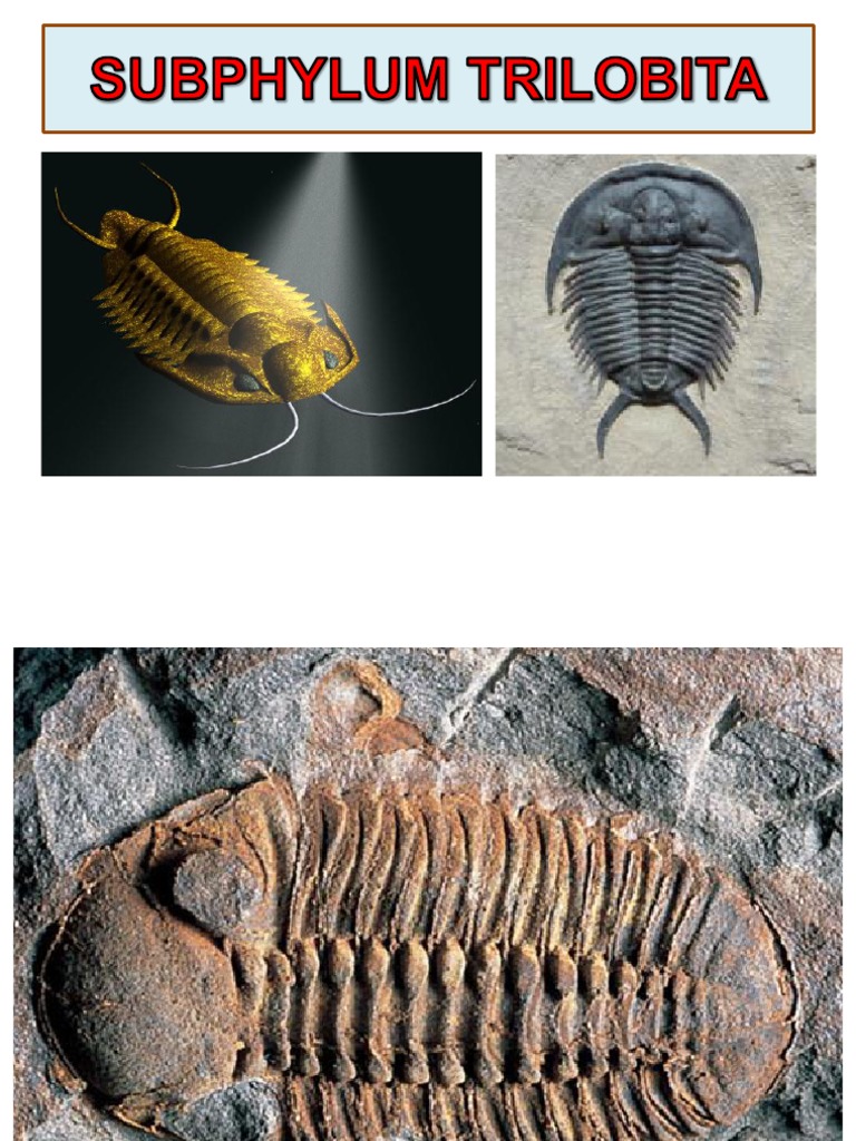 2 - Trilobites | PDF