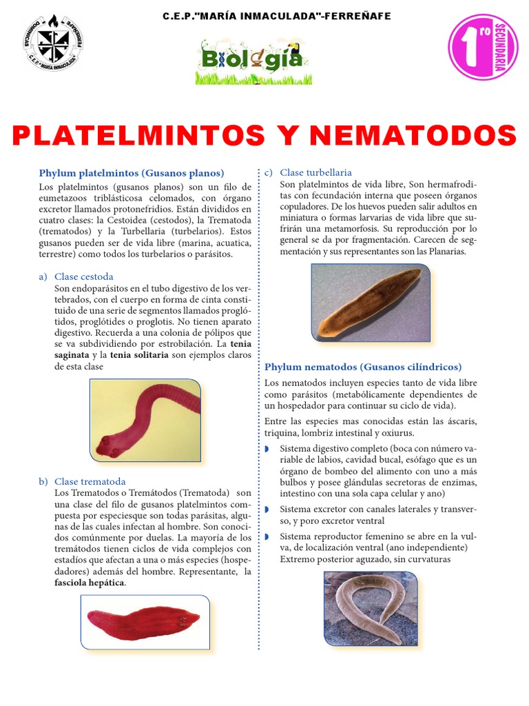 1°sec-Platelmintos y Nematodos | PDF | Nematodo | Biología 1°sec-Platelmintos y Nematodos | PDF | Nematodo | Biología