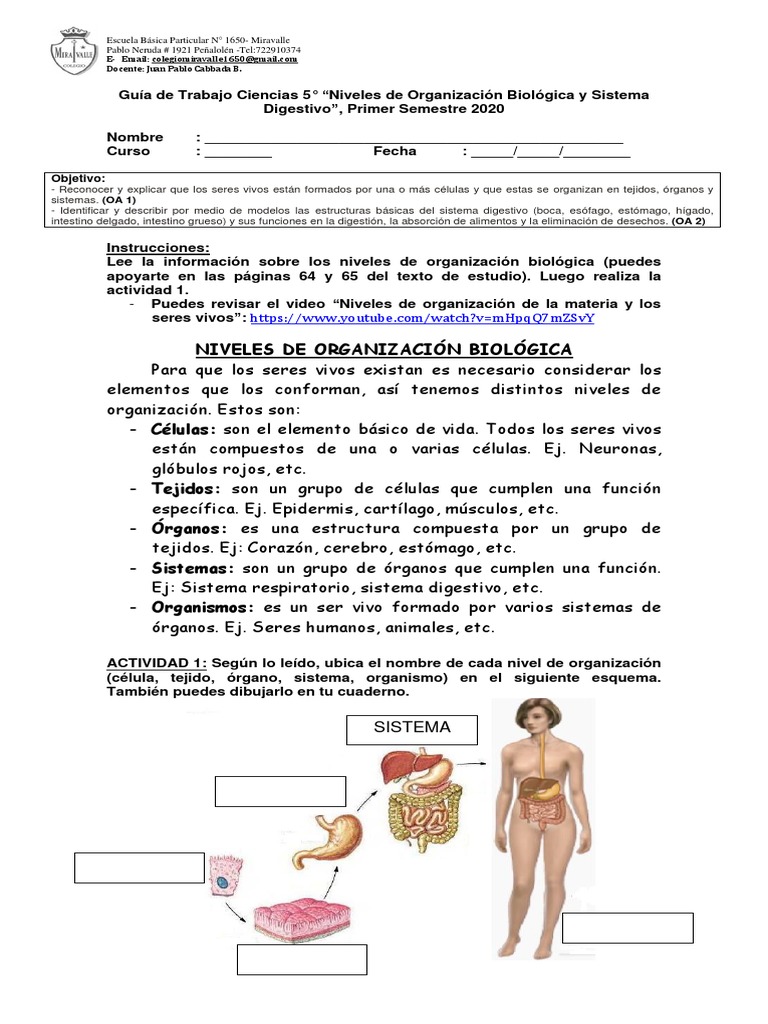 Ciencias 5º 3 Sistema Digestivo | PDF | Sistema digestivo humano ...