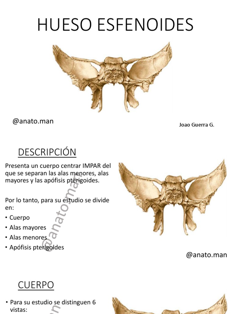 Anatomía del Hueso Esfenoides | PDF | Anatomía humana | Cabeza y cuello ...