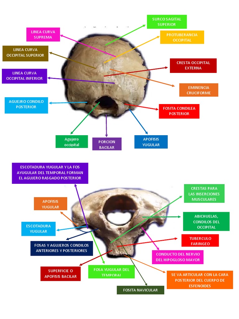Hueso Occipital | PDF | Anatomía | Anatomía humana
