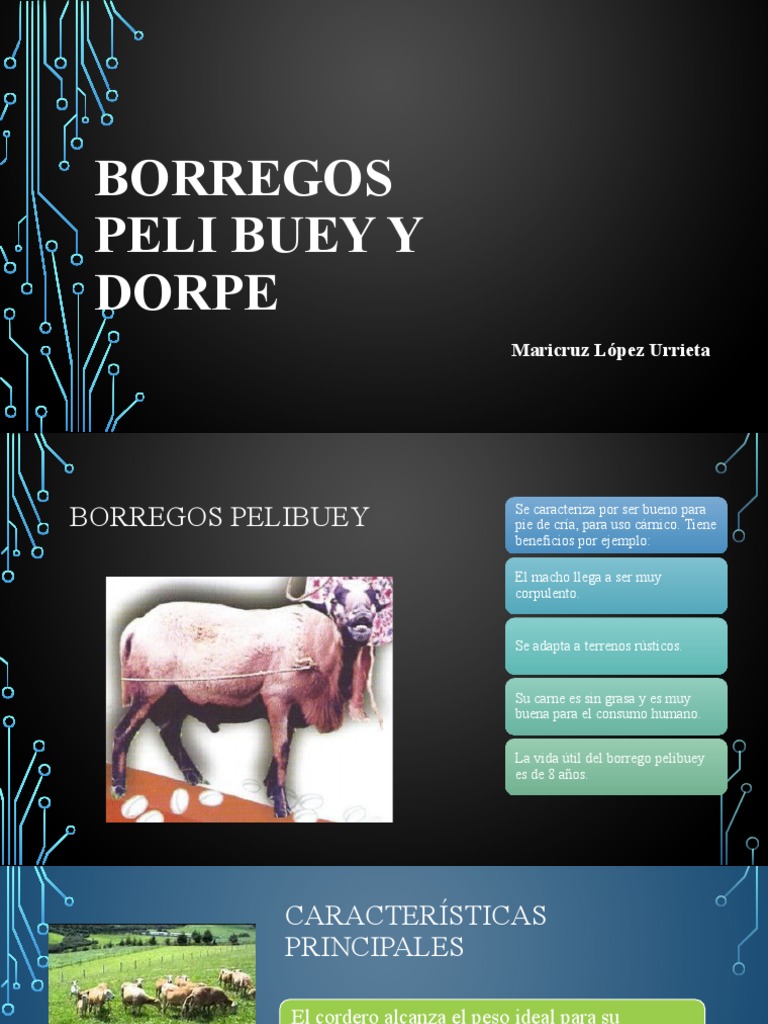 Características del Borrego Pelibuey | PDF | Oveja | Carne