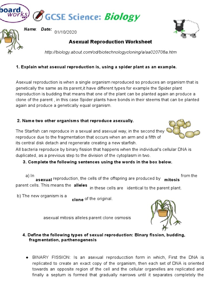 Asexual Reproduction Worksheet Final | PDF | Reproduction | Organisms