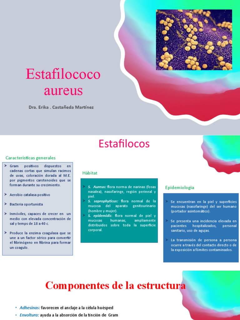 Características y tratamiento de Estafilococo | PDF | Staphylococcus ...