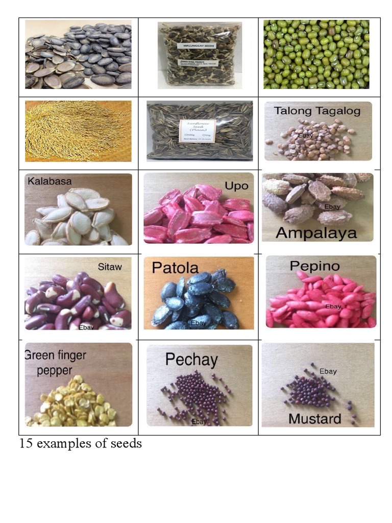 15 examples of seeds | PDF