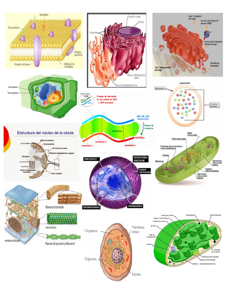 organelos celulares | PDF