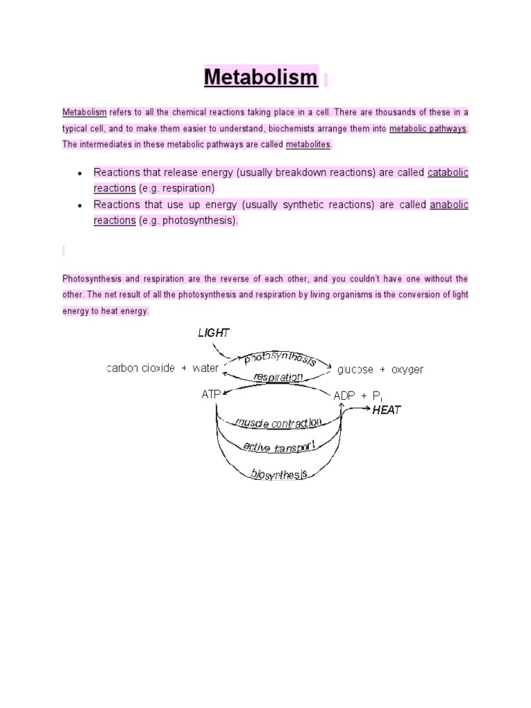 Lecture II - Atp Respiration and Photosynthesis Version 2 | PDF ...