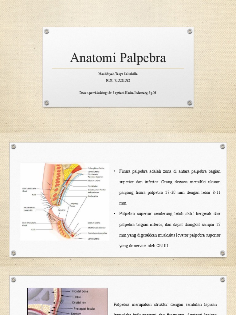 Anatomi Palpebra | PDF