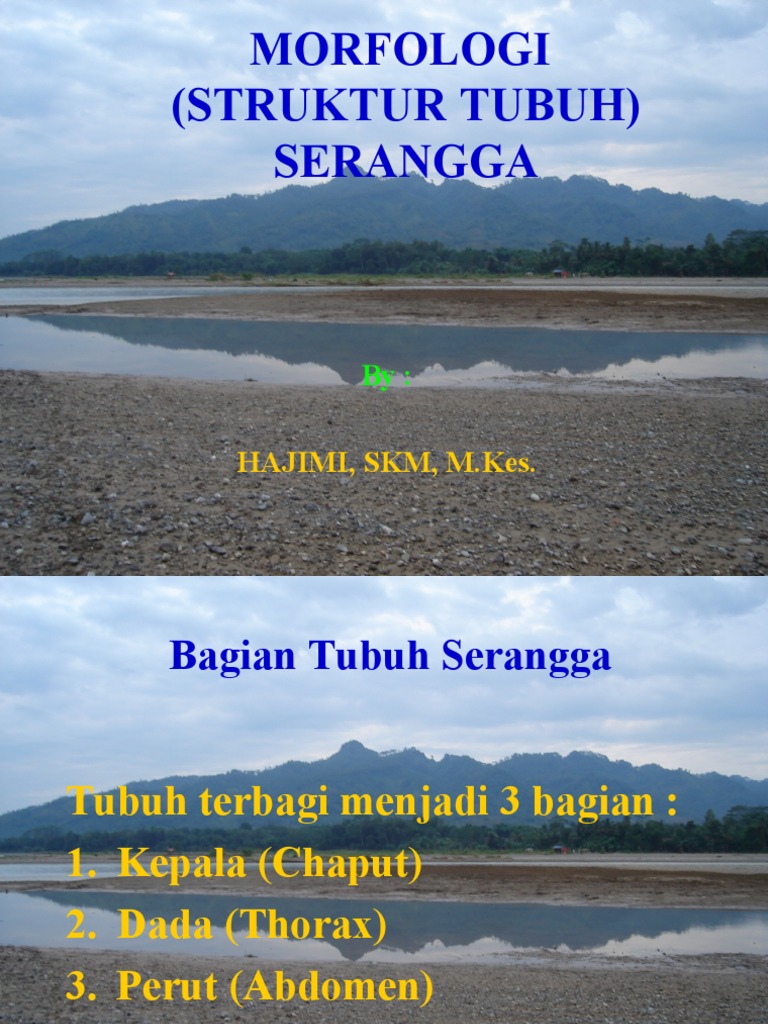 Morfologi Serangga | PDF