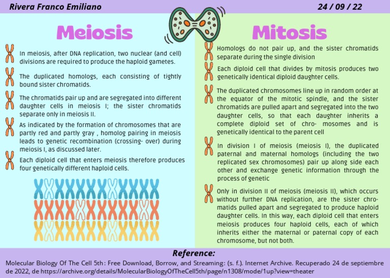 Meiosis Vs Mitosis | PDF | Meiosis | Mitosis
