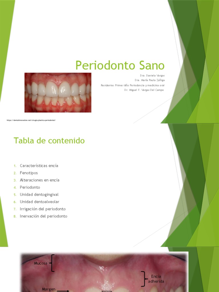 Periodonto sano | PDF | Anatomia dental | Ramas de Odontología