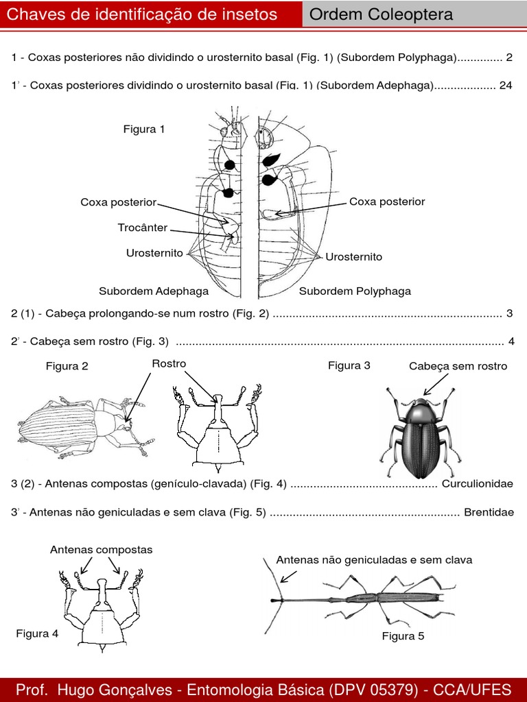 Chave da Ordem Coleoptera | PDF | Besouro | Insetos