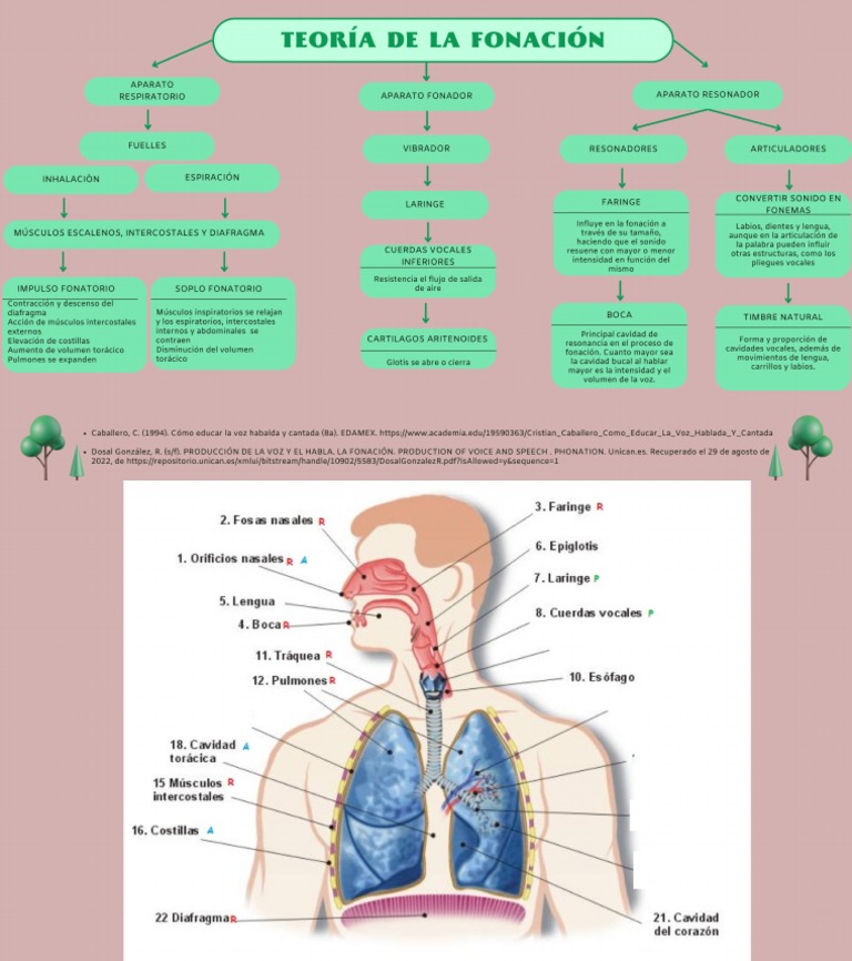 Teoría de La Fonación | PDF