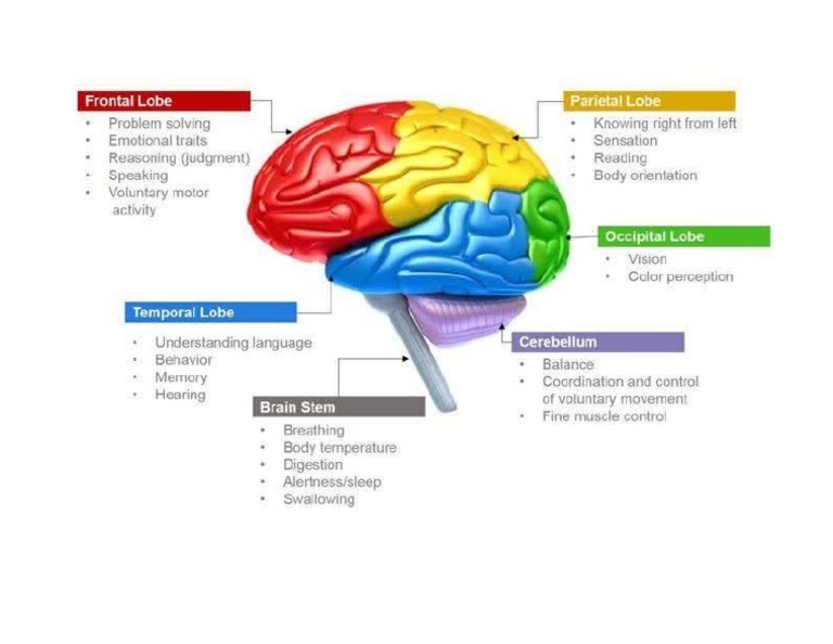 Functions of The Brain | PDF