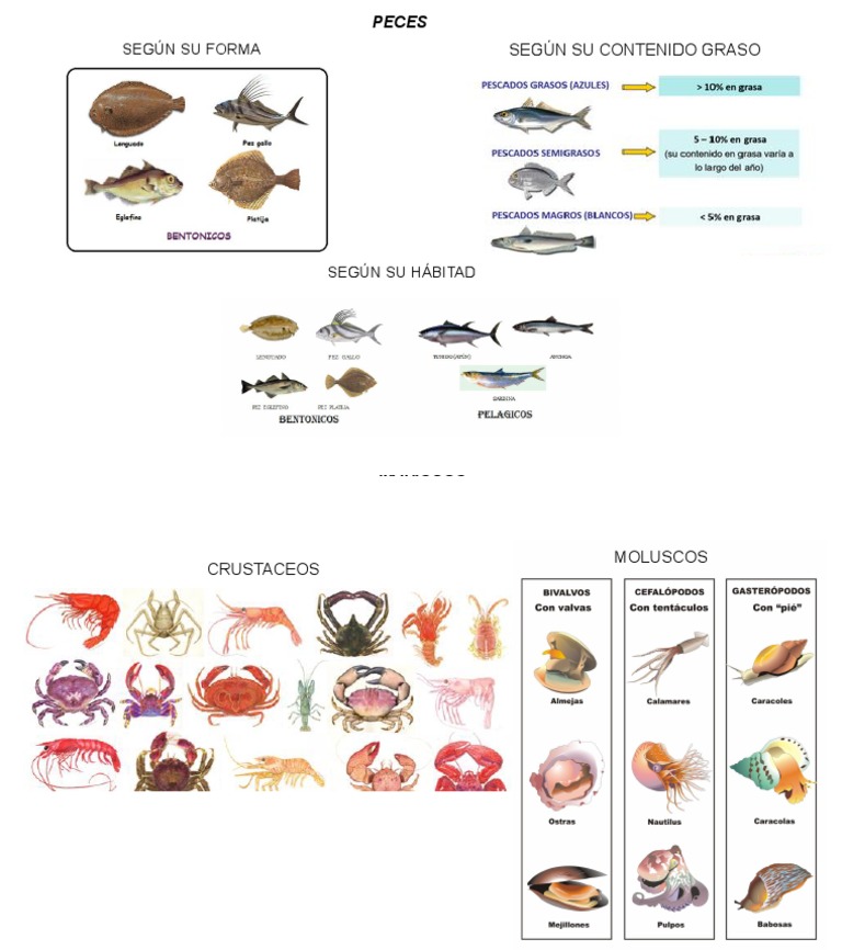 Clasificación de Pescados y Mariscos | PDF