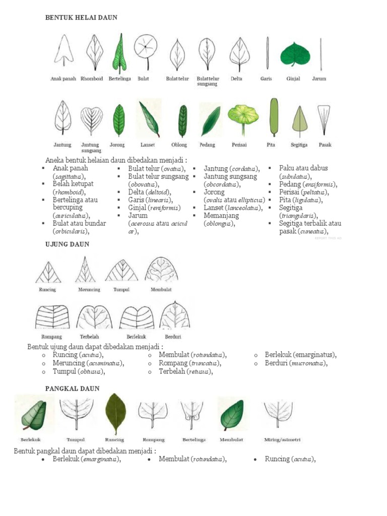 Morfologi Daun | PDF