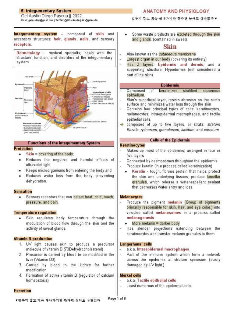 5 - Integ | PDF | Skin | Epidermis