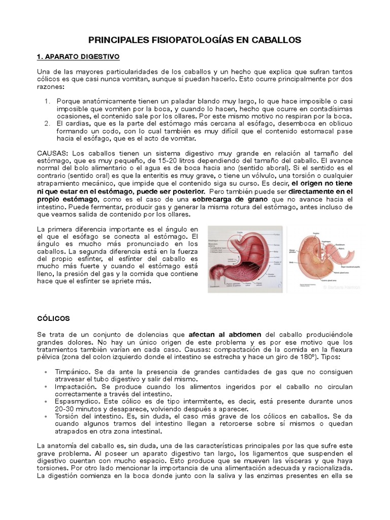 Fisiopatologías en Caballos | PDF | Digestión | Sistema digestivo humano
