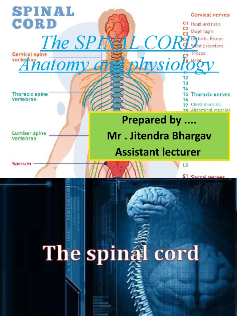 The Spinal Cord Anatomy and Physiology Slideshare | PDF