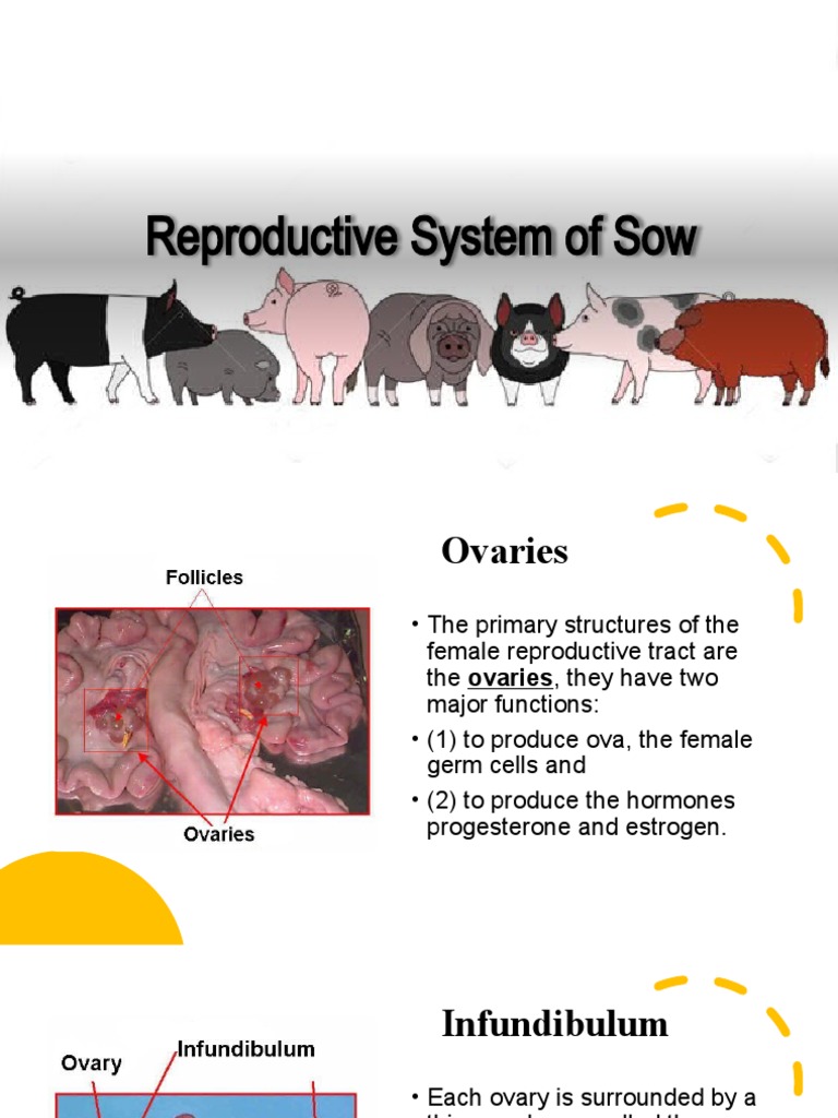 Reproductive System Of Sow Pdf Uterus Ovary 4826