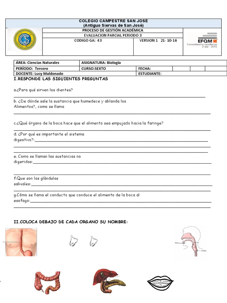6 Sistema Digestivo para Completar | PDF | Sistema digestivo humano ...
