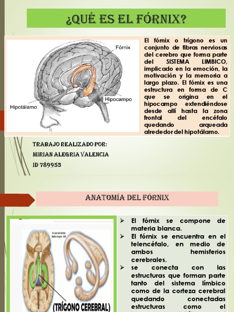 Mirian Alegria Valencia - Ponencia 4 - Fórnix | PDF | Cerebro | Órgano (anatomía)