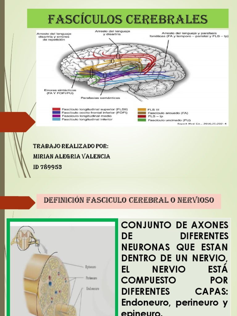 Fascículos cerebrales y sus funciones | PDF