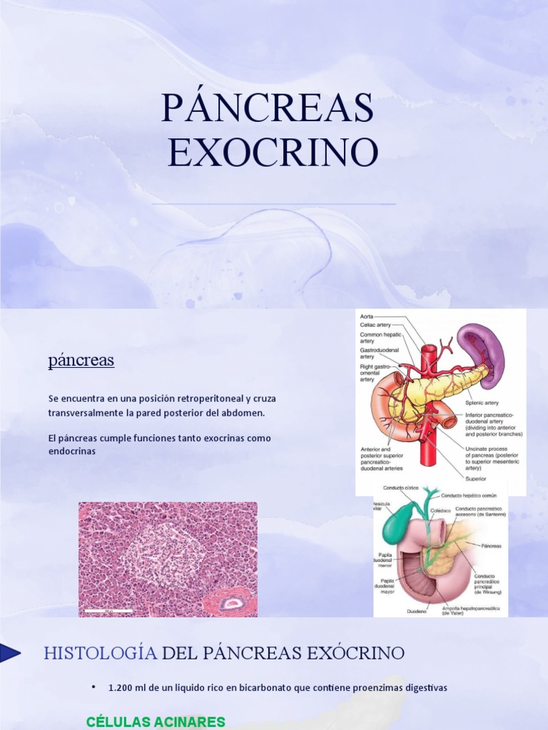 Pancreas | PDF | Páncreas | Gastroenterología