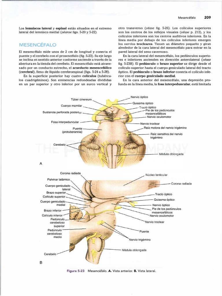 Libro de Neuroanatomía de Snell - 8°edición - Compressed-146-243 - 0079 ...