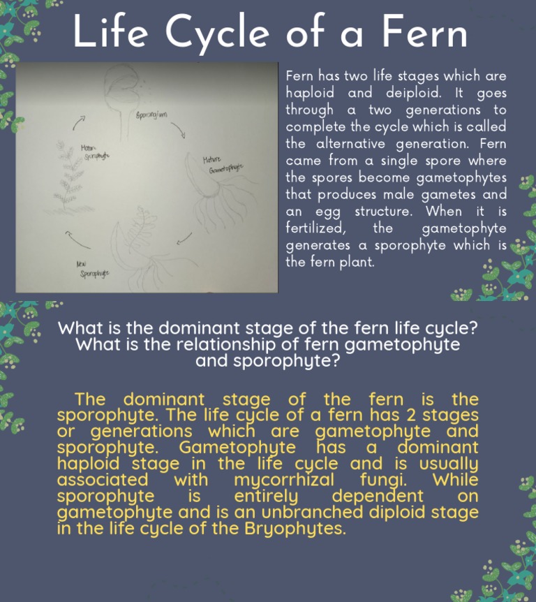 Life Cycle of A Fern | PDF