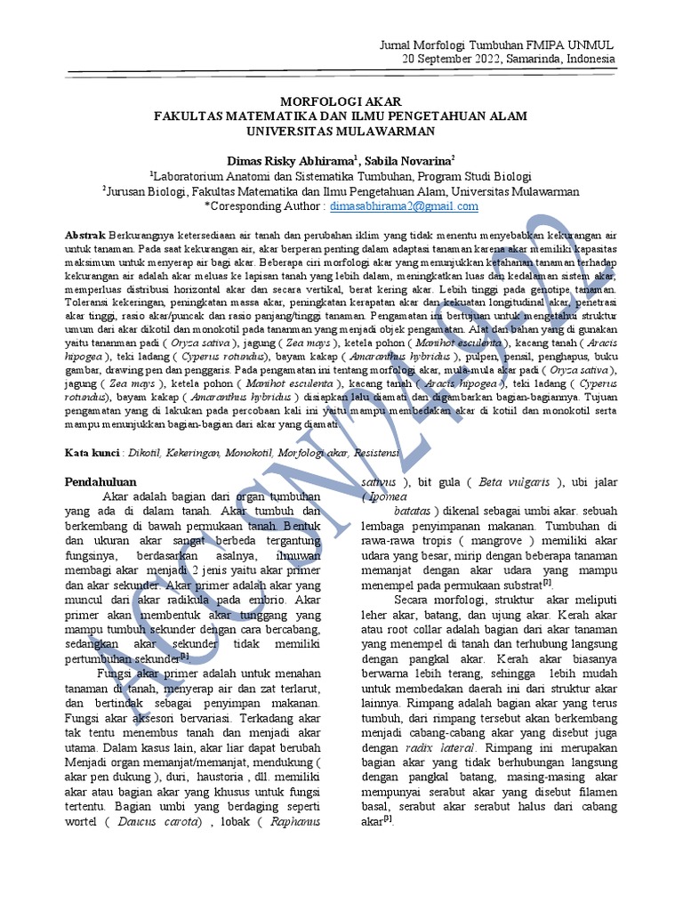 Jurnal Morfologi Akar Acc | PDF
