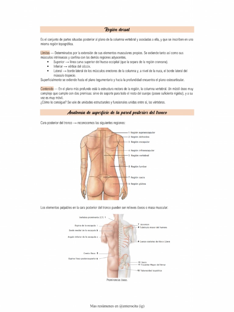 TP2 - Columna - Dorso. | PDF