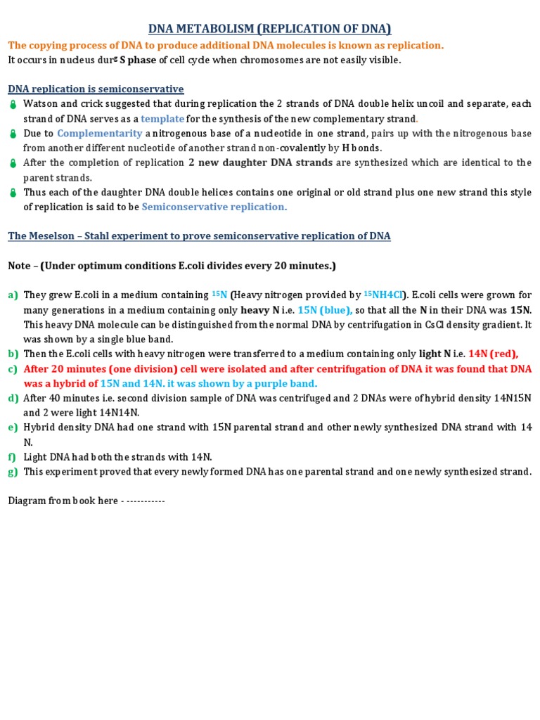 DNA REPLICATION NOTES | PDF | Dna Replication | Primer (Molecular Biology)