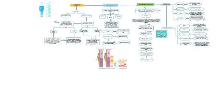 Fisiologia Trabajo Mapa | PDF | Potasio | Química