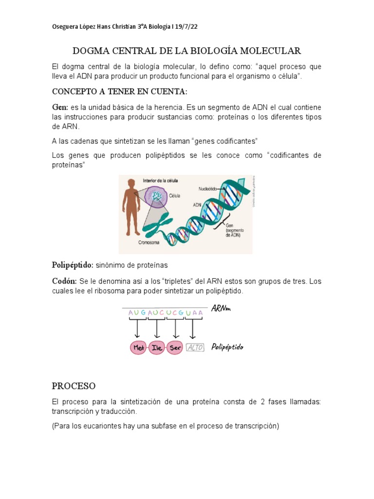 Dogma Central de La Biología Molecular | PDF | Traducción (biología) | Codigo genetico