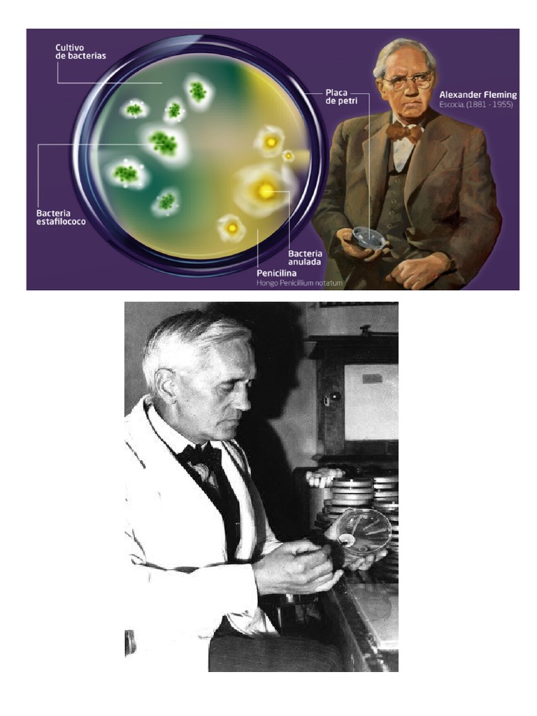 Aportaciones de Alexander Fleming y la Penicilina | PDF | Microbiología ...