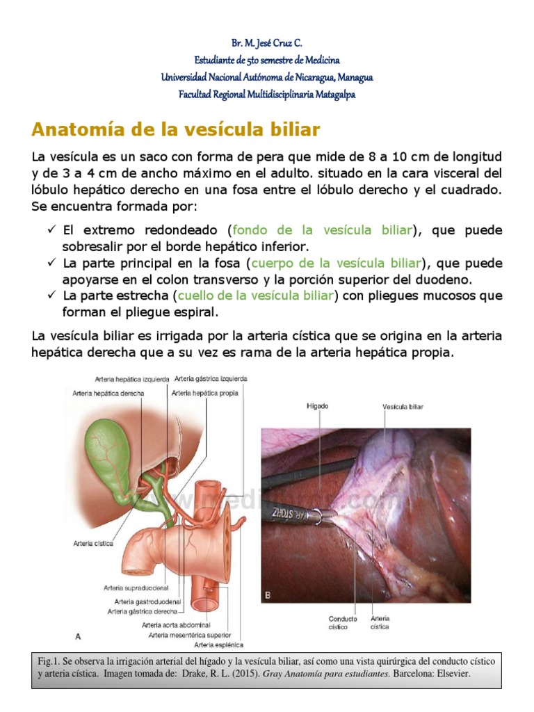 Anatomía y función de la vesícula biliar | PDF | Hígado | Sistema ...