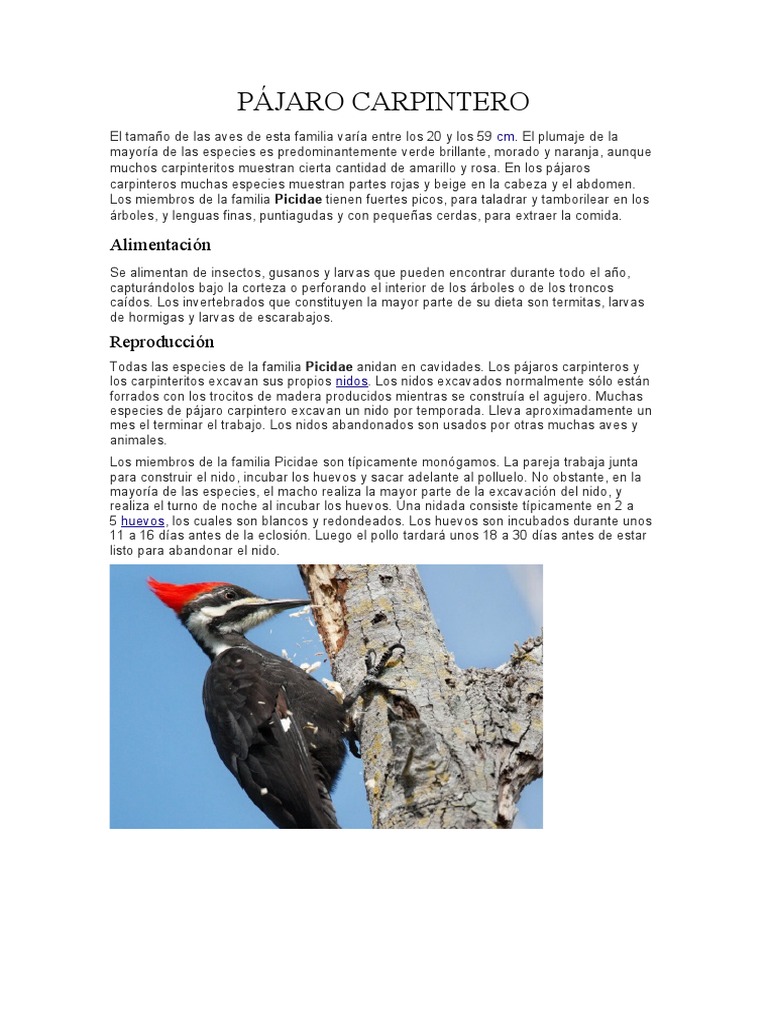 Pájaro Carpintero | PDF | Hogar, jardinería y bricolaje | Tecnología