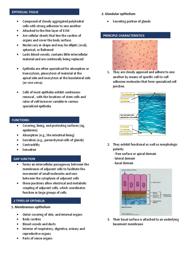 Composed of Closely Aggregated Polyhedral Cells With Strong Adhesion To ...