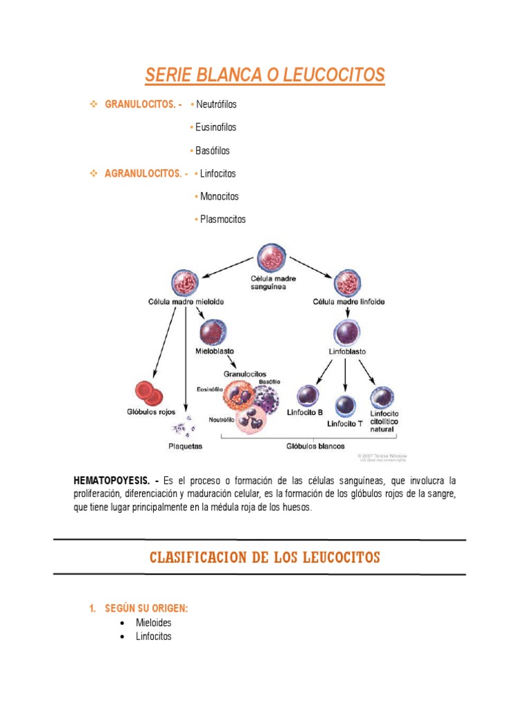 Globulos Blancos | PDF | Sistema inmune | Leucocito