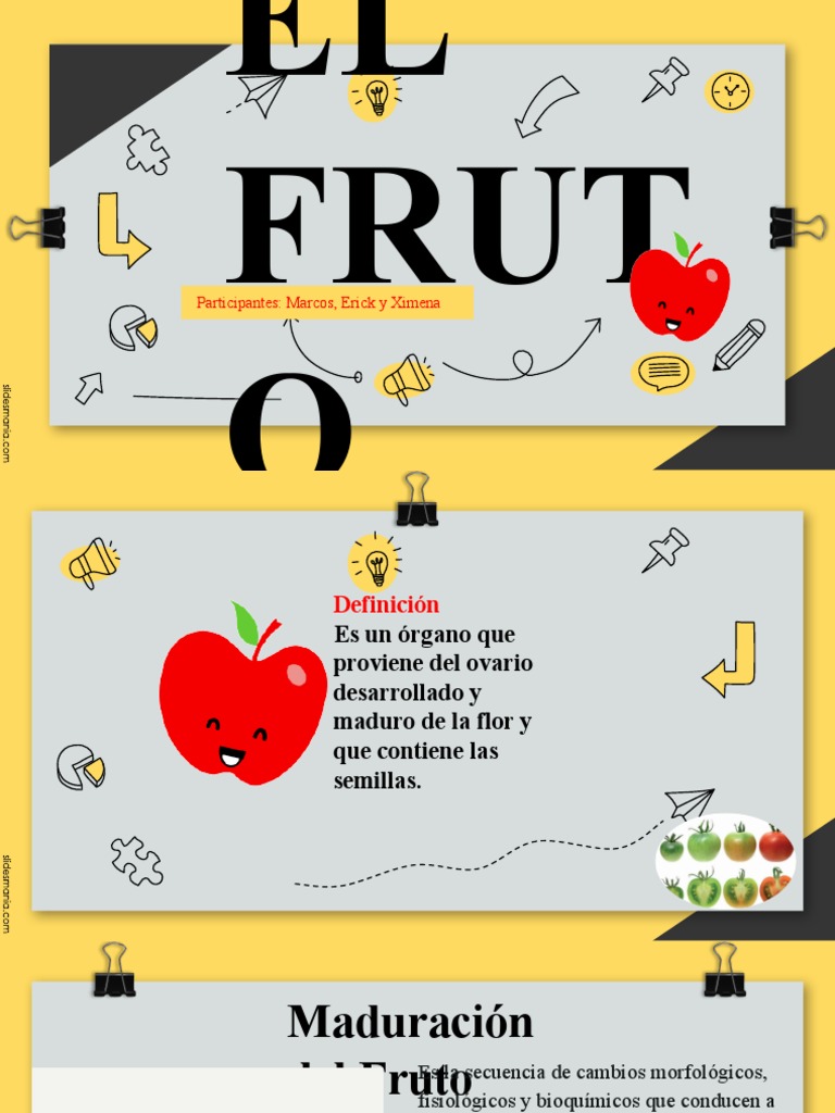 Tipos y partes del fruto explicado | PDF